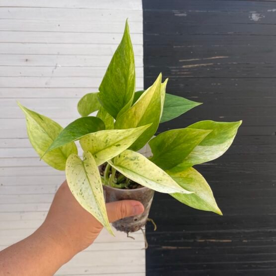 Pothos Teruno #23 Shalala | Terunoworld series - The Half Moon Den
