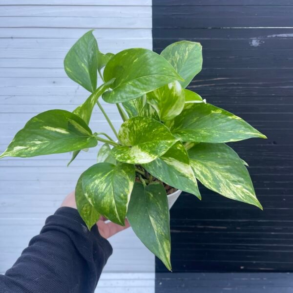 Pothos Teruno Camouflage full pot – 511203 - The Half Moon Den