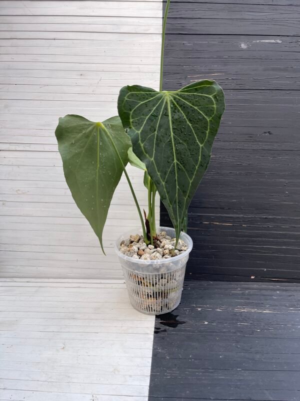 Anthurium Delta Force – Mature Flowering Specimen - The Half Moon Den